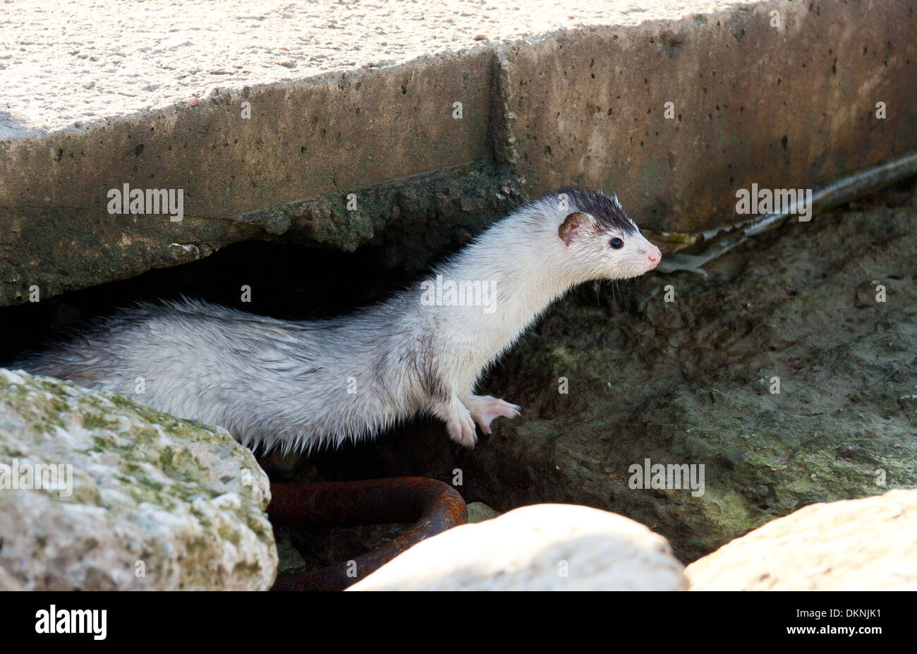 Belette animal Banque de photographies et d’images à haute résolution ...