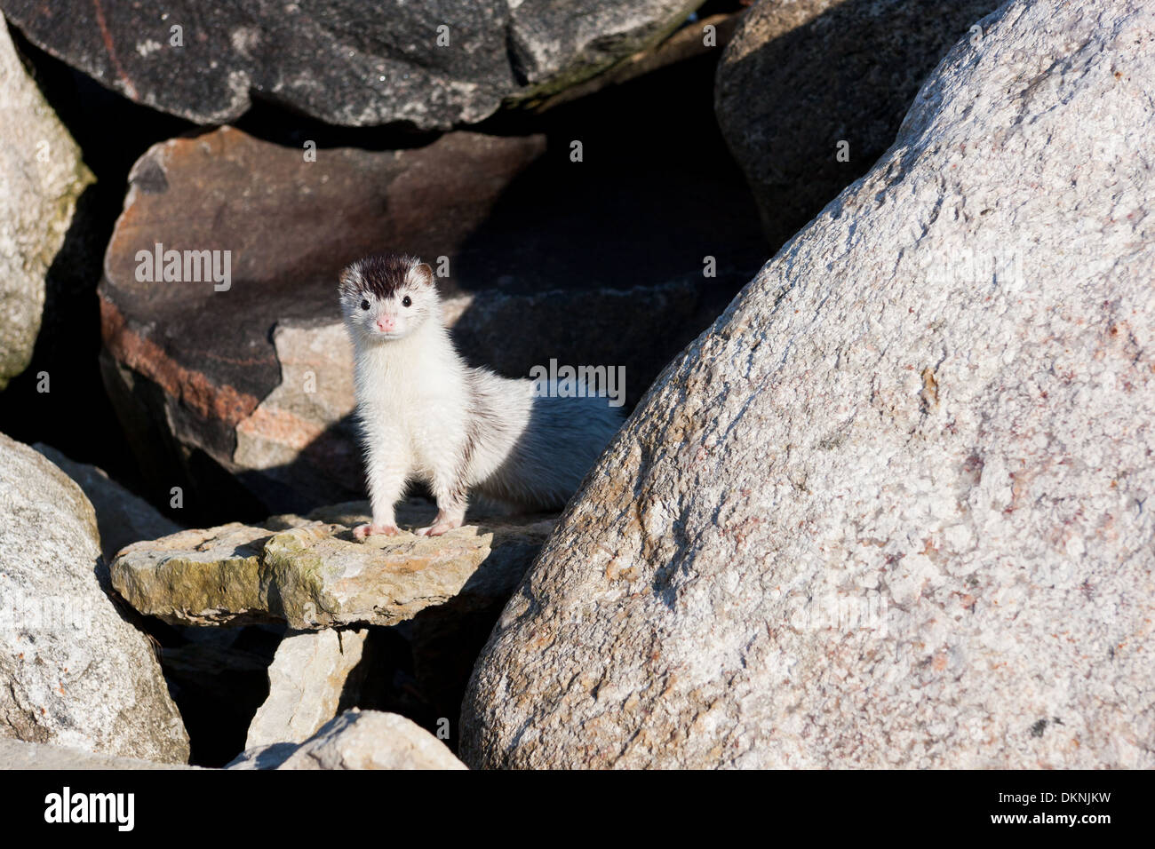 Belette animal Banque de photographies et d’images à haute résolution ...