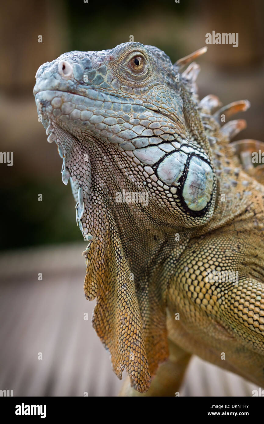 Iguane vert Banque de photographies et d’images à haute résolution - Alamy