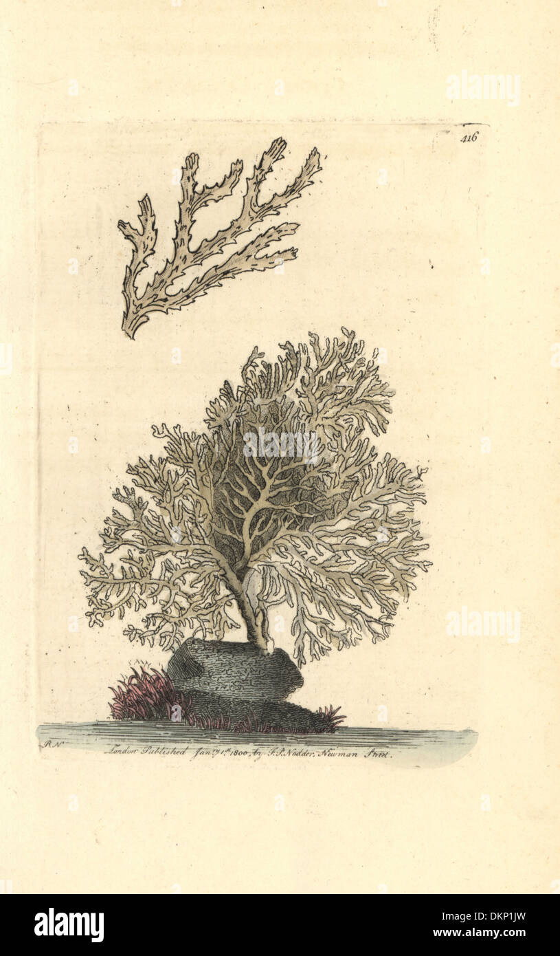 Mesophyllum lichenoides Banque de photographies et d’images à haute ...