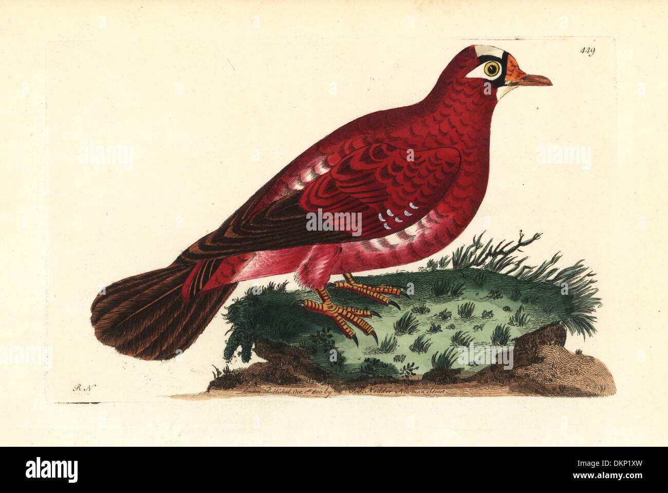 Colombe rose Banque de photographies et d’images à haute résolution - Alamy