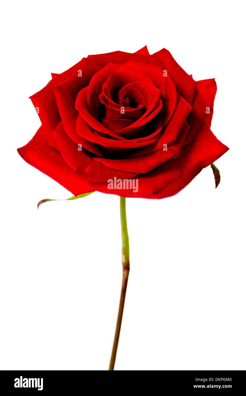 Rose rouge de l'amour Banque de photographies et d’images à haute ...