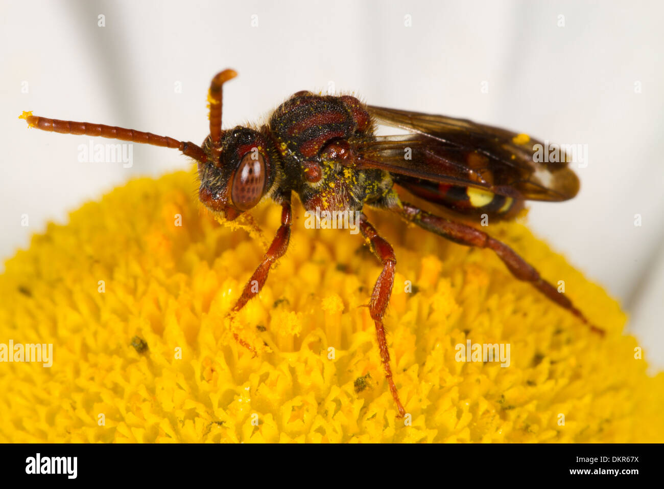 Abeille solitaire Banque de photographies et d’images à haute ...