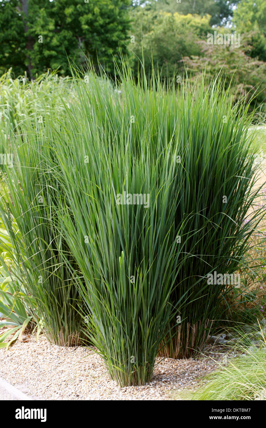 Le panic raide, Panicum virgatum 'Northwind', Poaceae. L'Amérique du ...