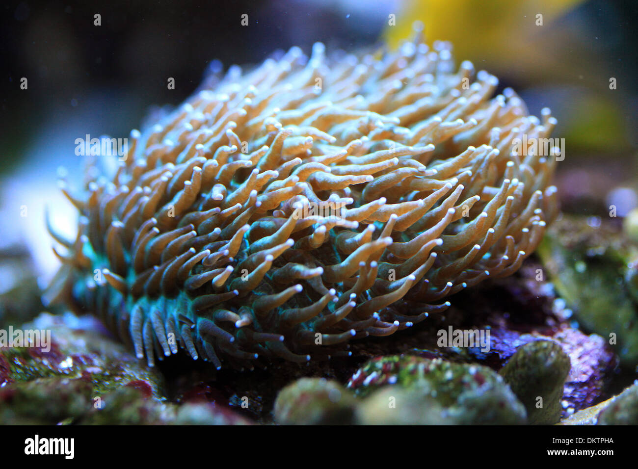 Poisson Langue Banque d'image et photos - Alamy