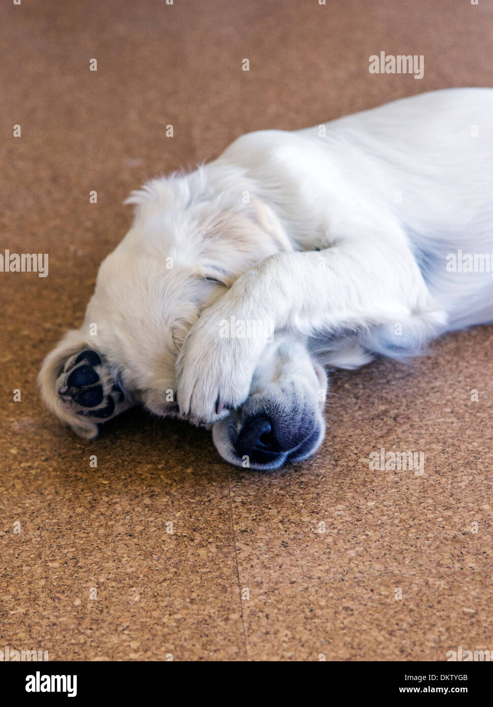 Les yeux et le museau de la piqûre d'un bourdon, chiot Golden Retriever ...