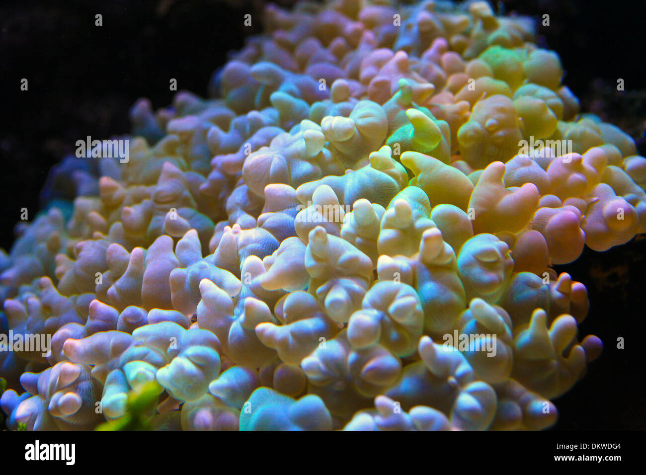 Bubble coral Banque de photographies et d’images à haute résolution - Alamy