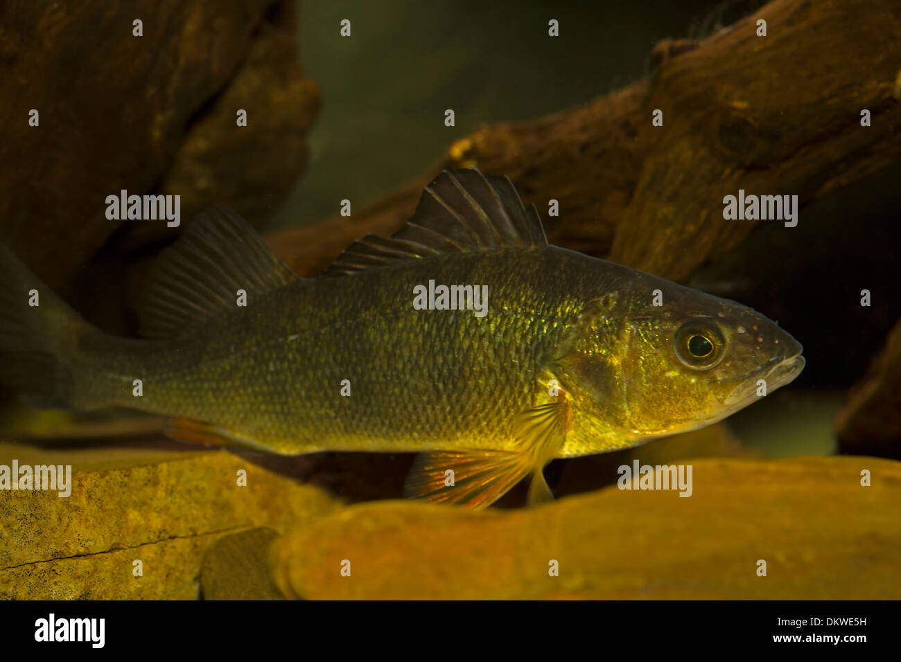 La perchaude, Perca flavescens, New York, dans l'aquarium Photo Stock ...