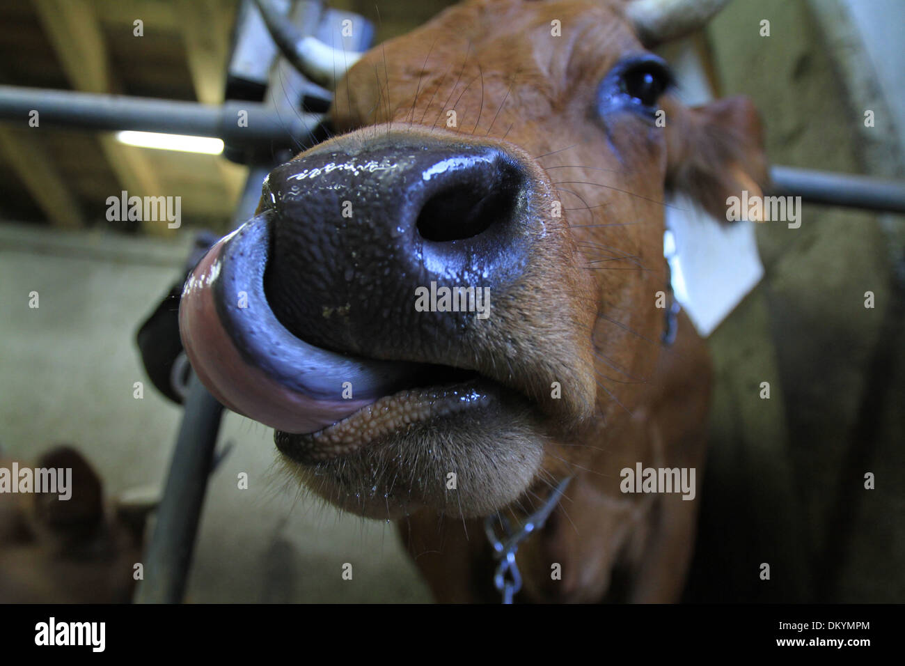 Tarine vache Banque de photographies et d’images à haute résolution - Alamy