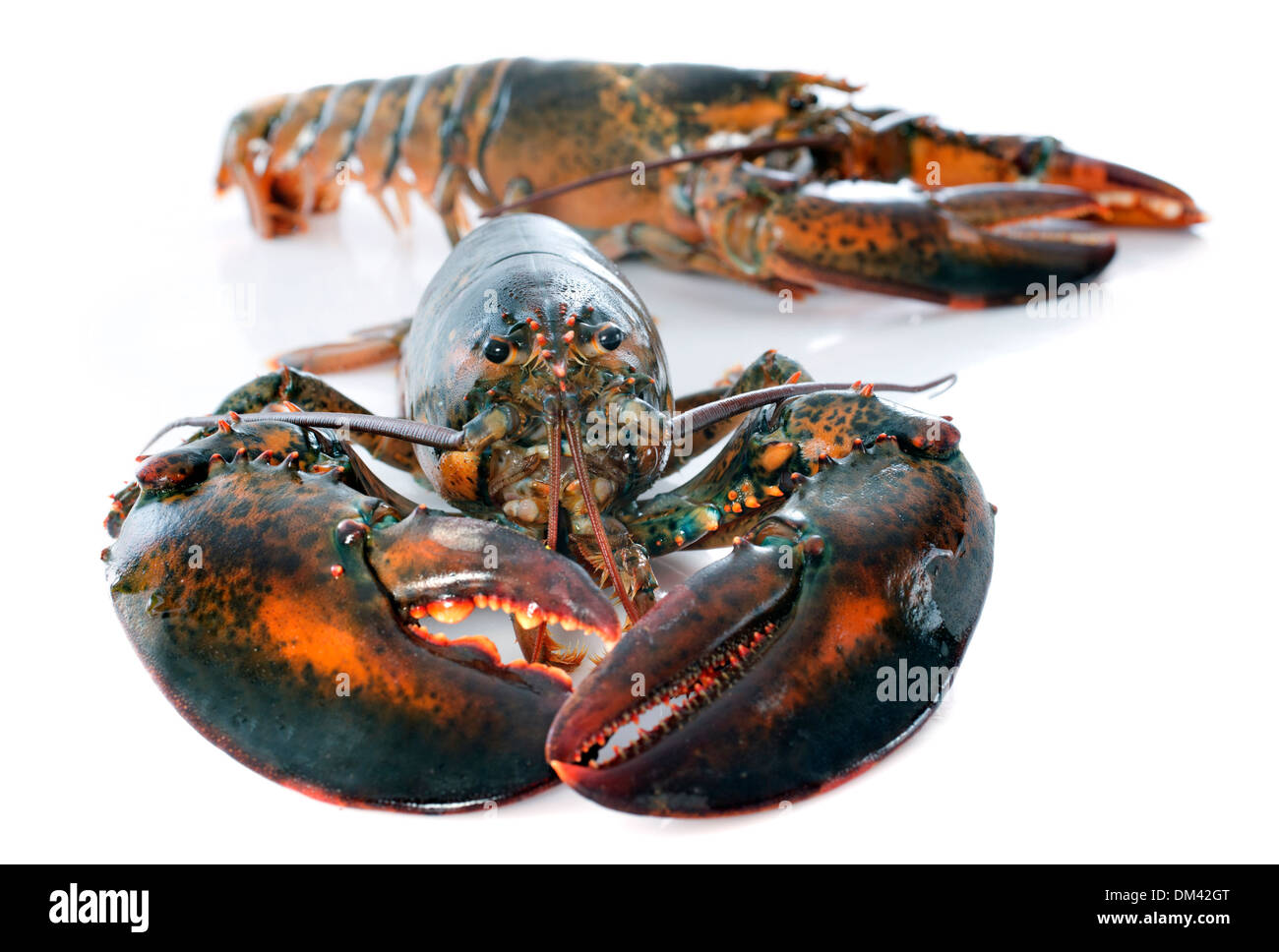 Souper au homard Banque d'images détourées - Alamy