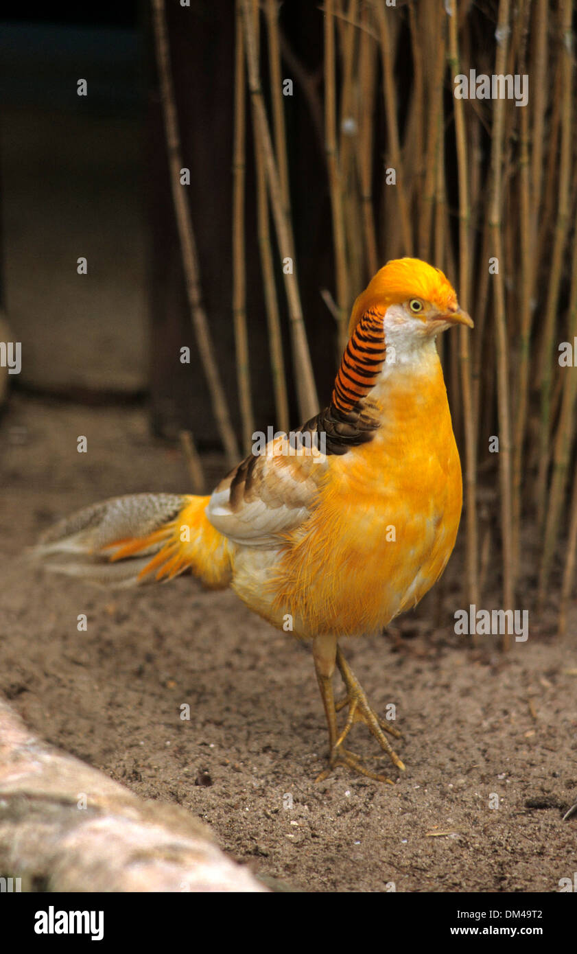 Faisan doré Banque de photographies et d’images à haute résolution - Alamy