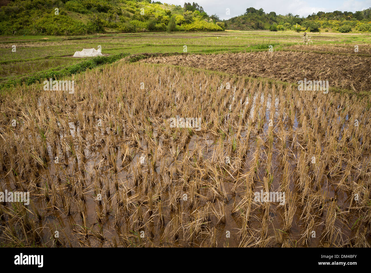 Paddy field madagascar Banque de photographies et d’images à haute ...