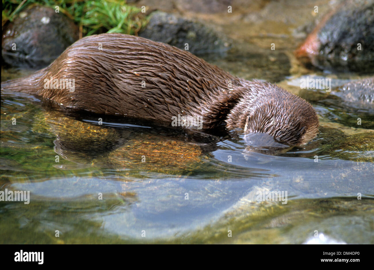 Loutre de rivière nord Banque de photographies et d’images à haute ...