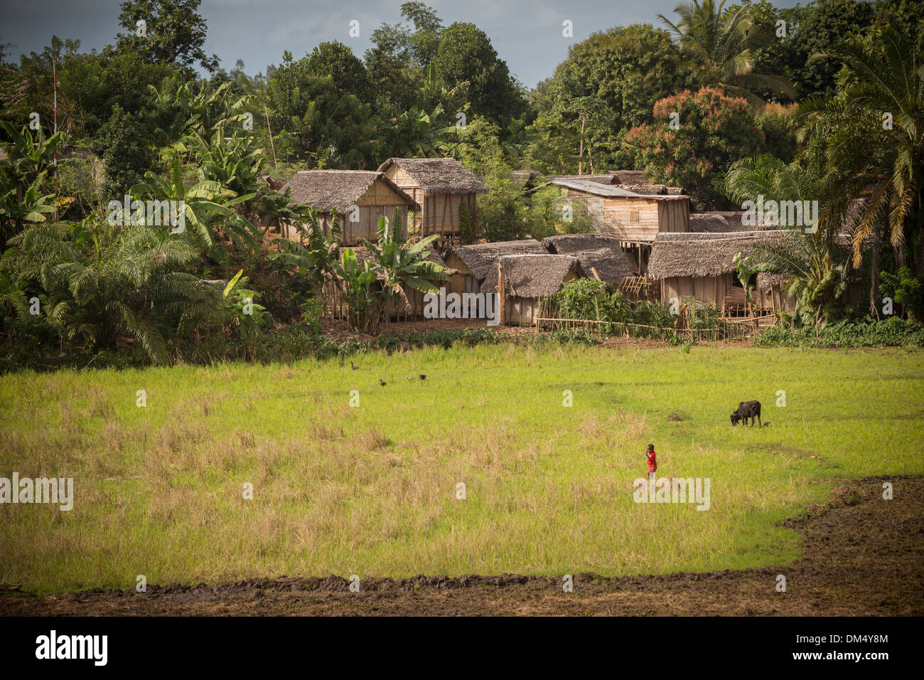 Paysage de rizière madagascar Banque de photographies et d’images à ...