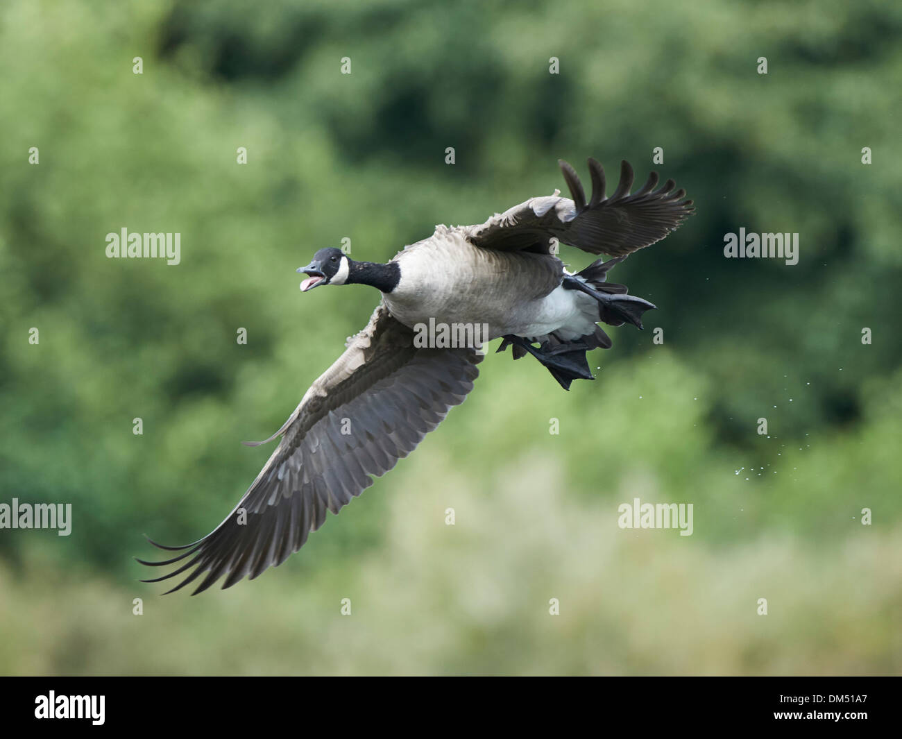 Bernache du canada en vol Banque de photographies et d’images à haute ...