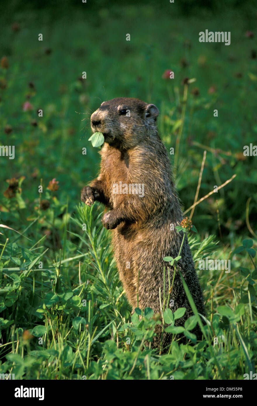 Marota monax Banque de photographies et d’images à haute résolution - Alamy