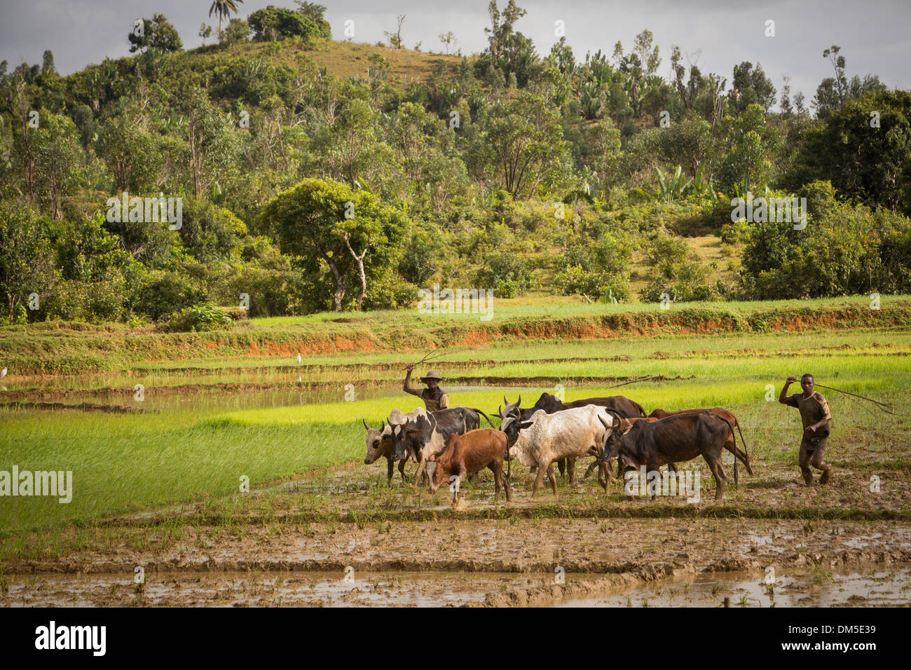 Riz paddy madagascar Banque de photographies et d’images à haute ...