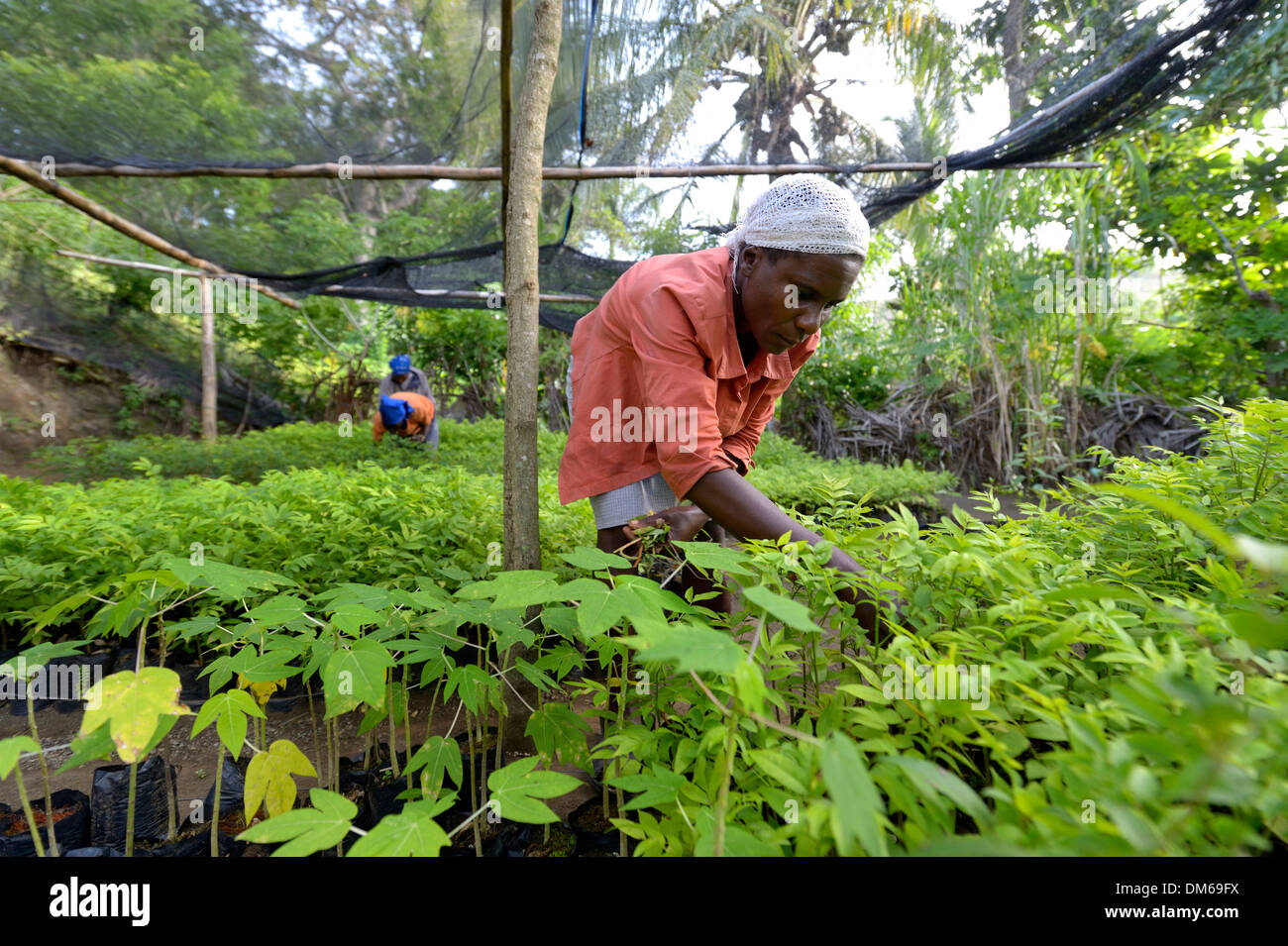 Haiti agriculture Banque de photographies et d’images à haute ...
