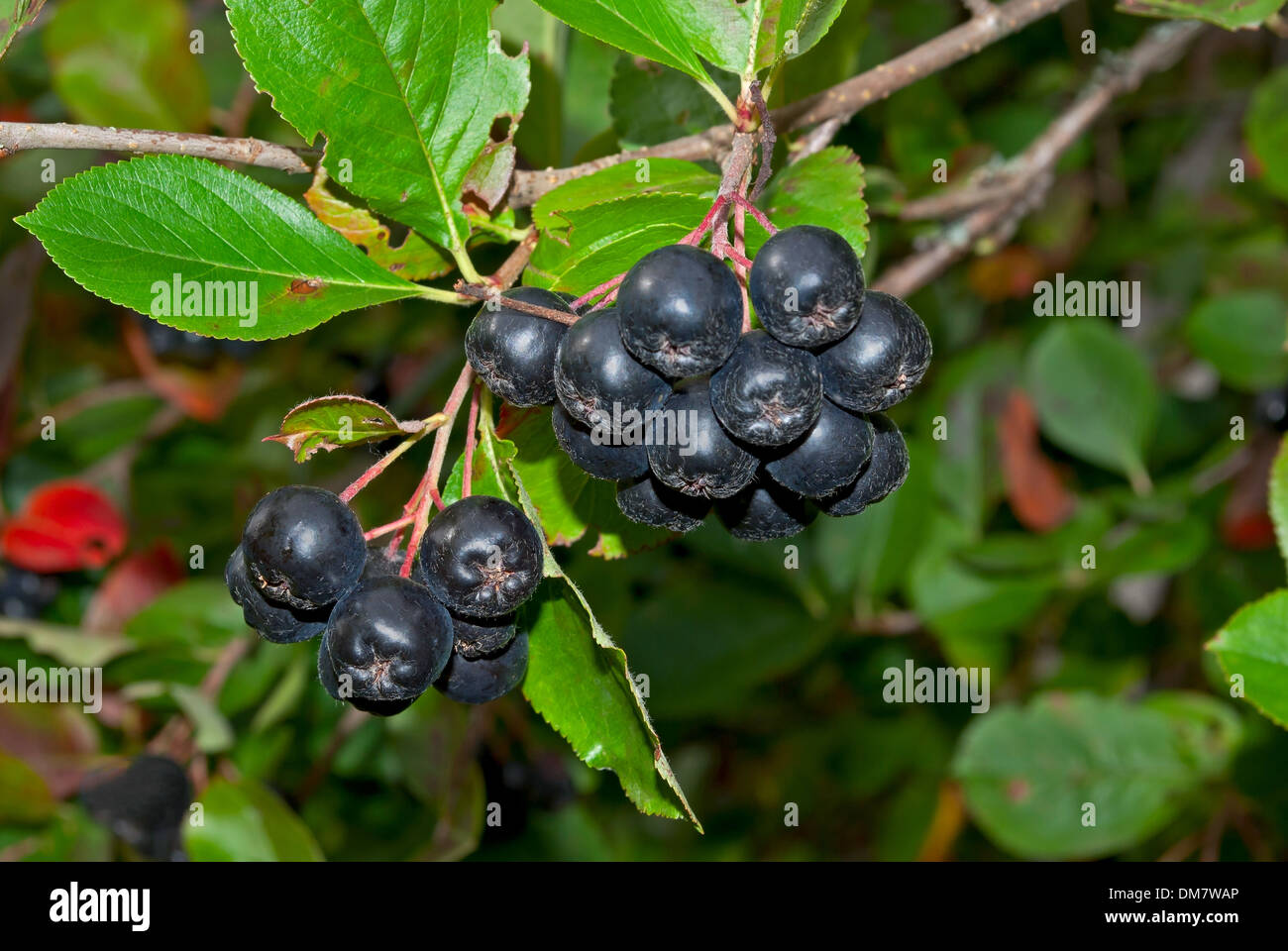 Aronia melanocarpa Banque de photographies et d’images à haute ...