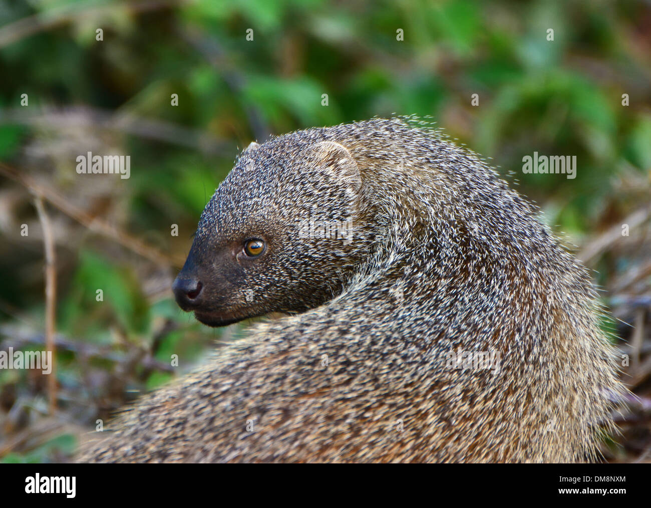 The egyptian mongoose herpestes ichneumon Banque de photographies et d ...