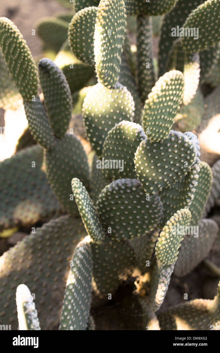 Grand cactus Banque de photographies et d’images à haute résolution - Alamy