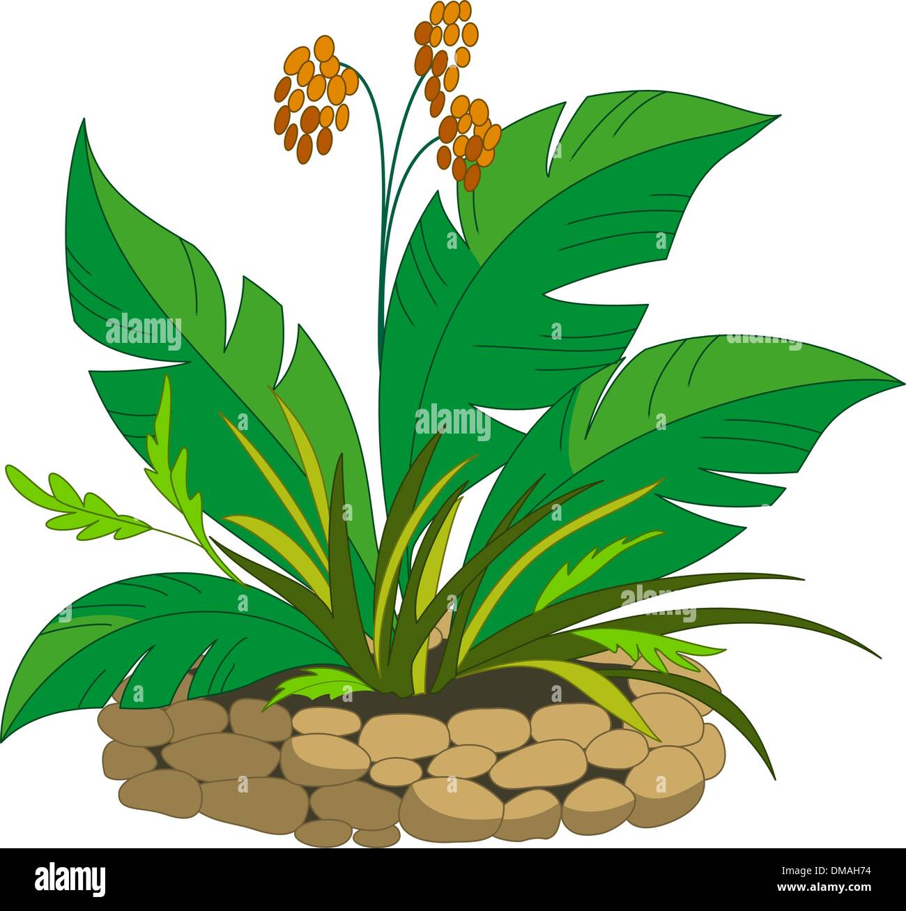 Lit de vivaces Banque d'images vectorielles - Alamy