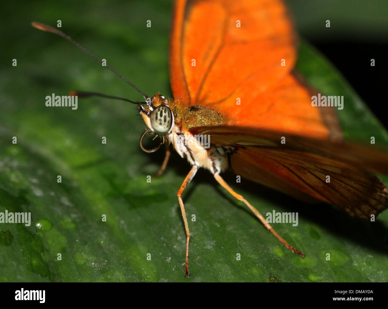 Julia longwings Banque de photographies et d’images à haute résolution ...