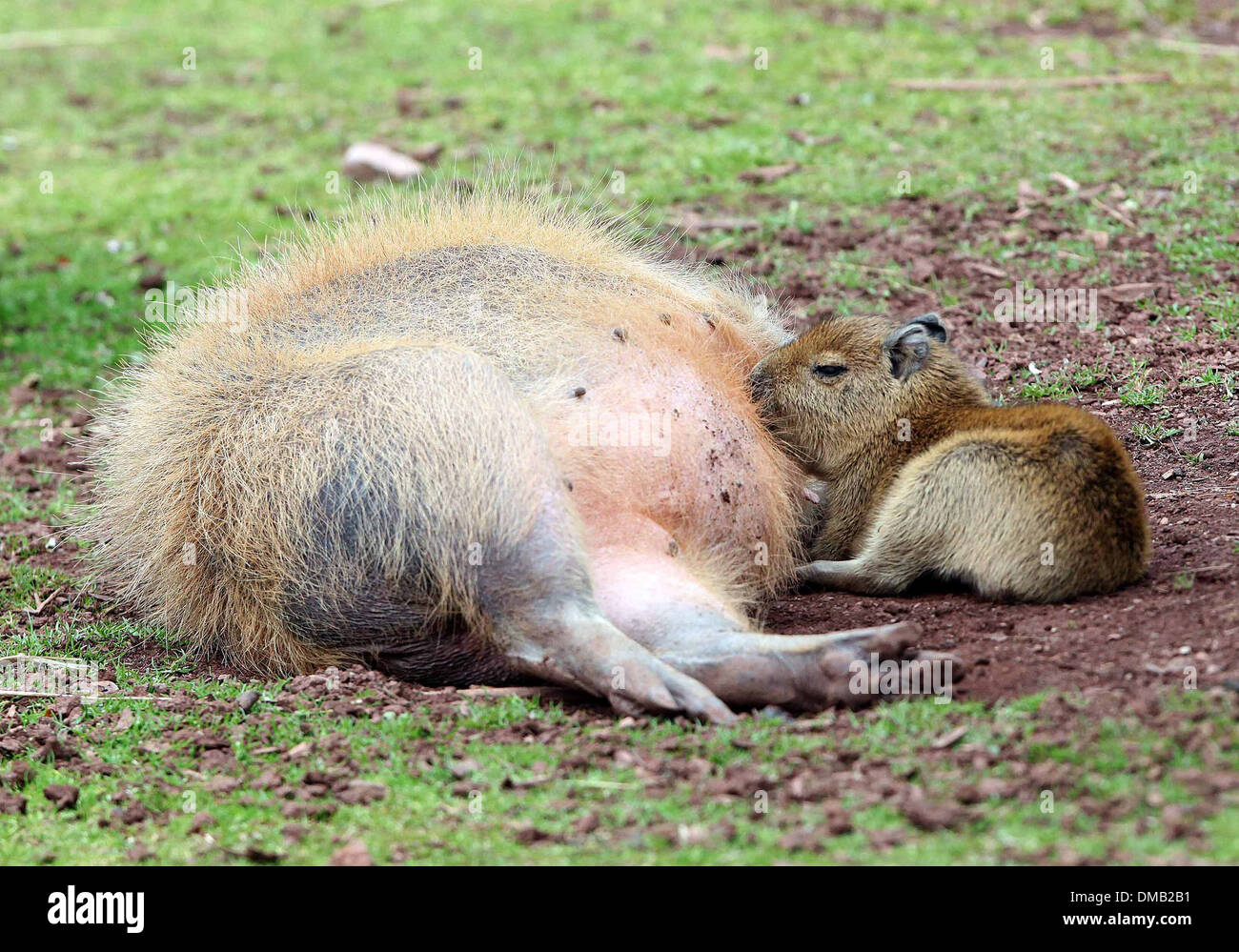 Capybara baby Banque de photographies et d’images à haute résolution ...