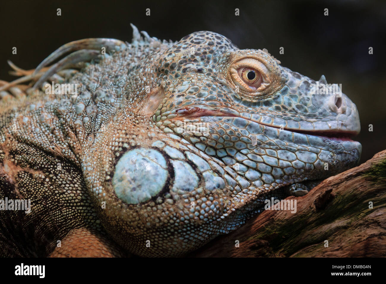 Iguane vert Banque de photographies et d’images à haute résolution - Alamy