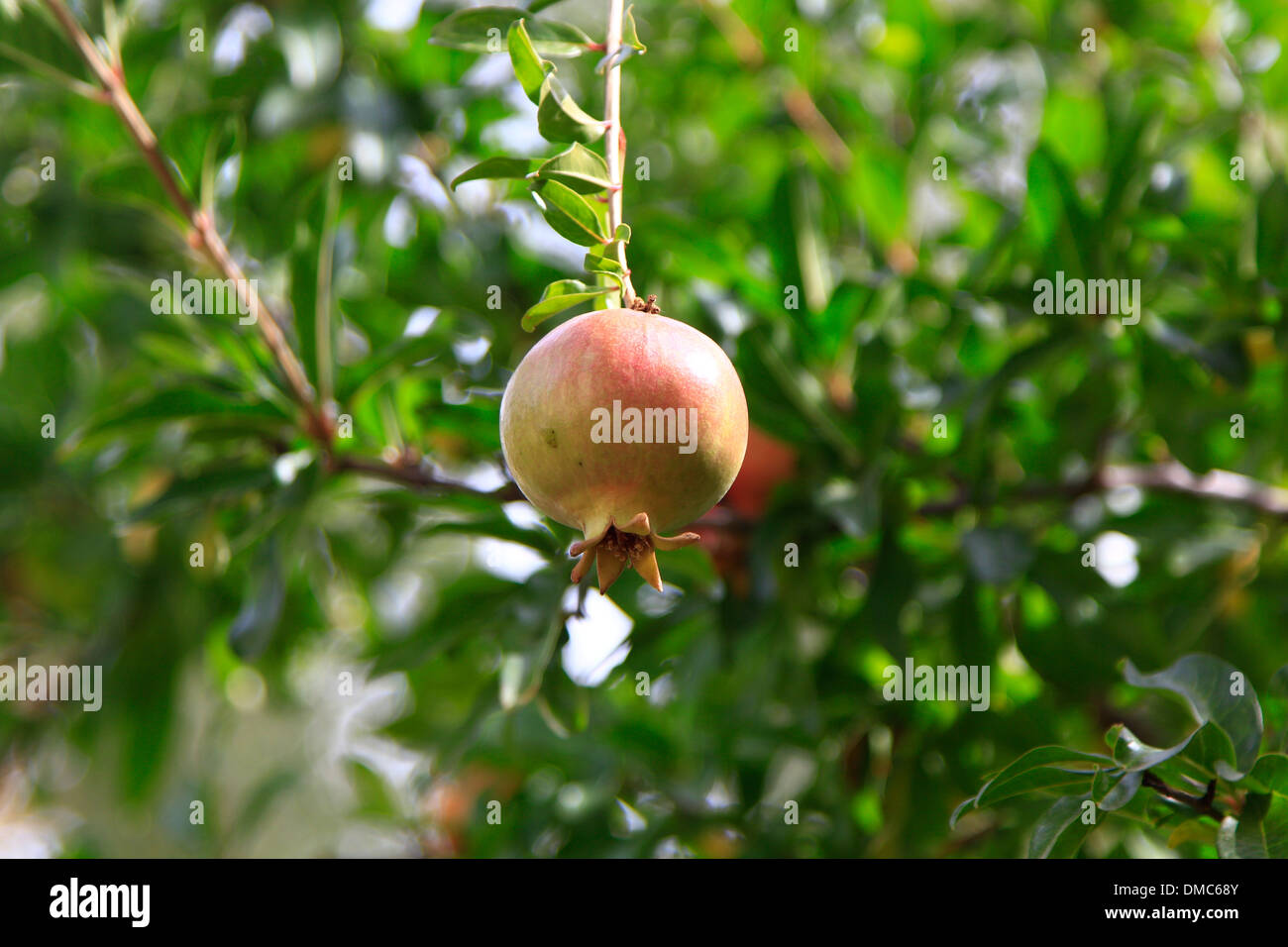 Grenadiers avec des fruits Banque de photographies et d’images à haute ...