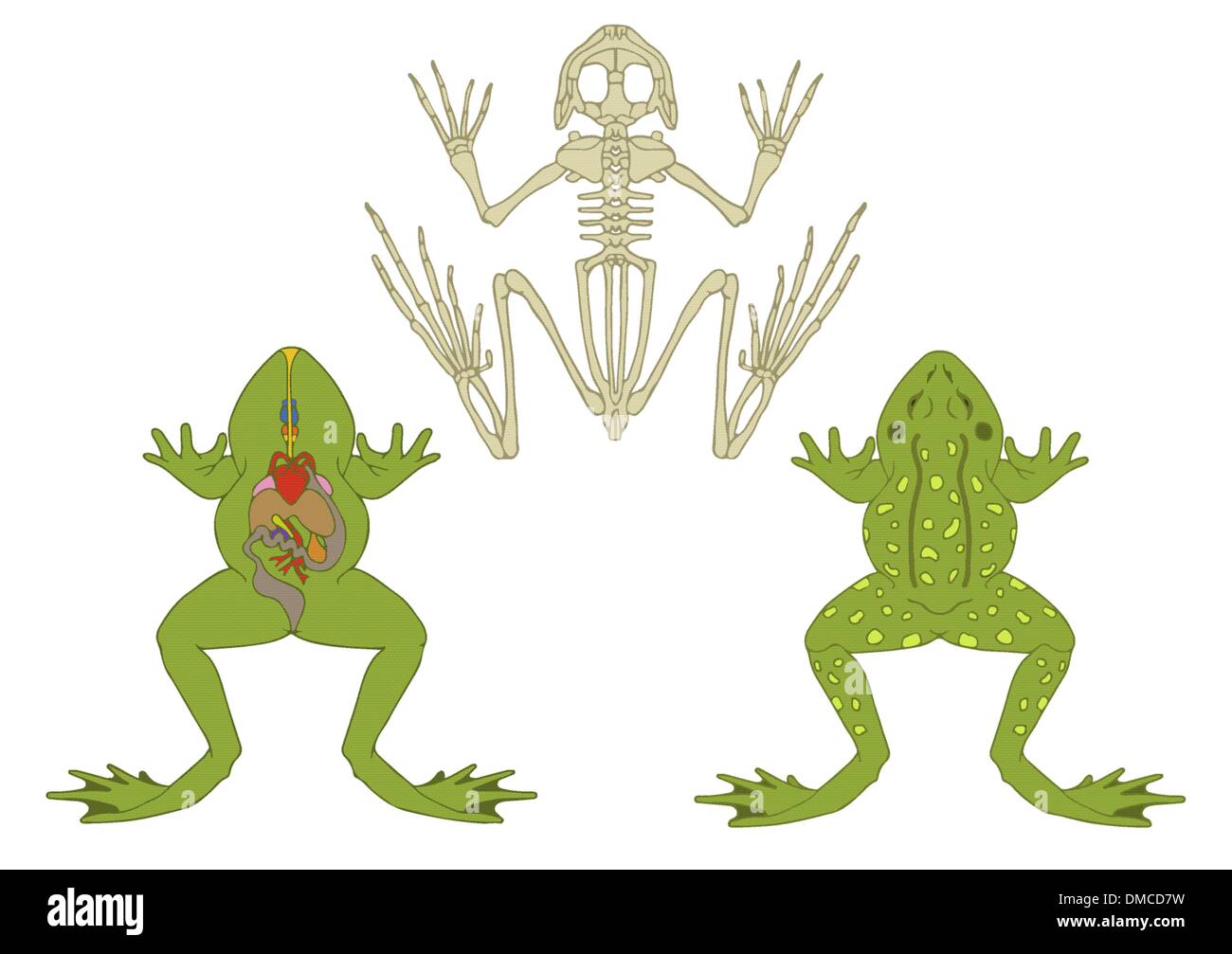 Anatomie des amphibiens Image Vectorielle Stock - Alamy