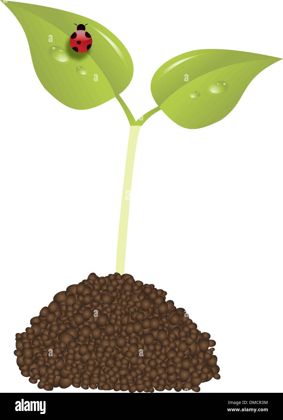 Jeune plantule Banque d'images vectorielles - Alamy