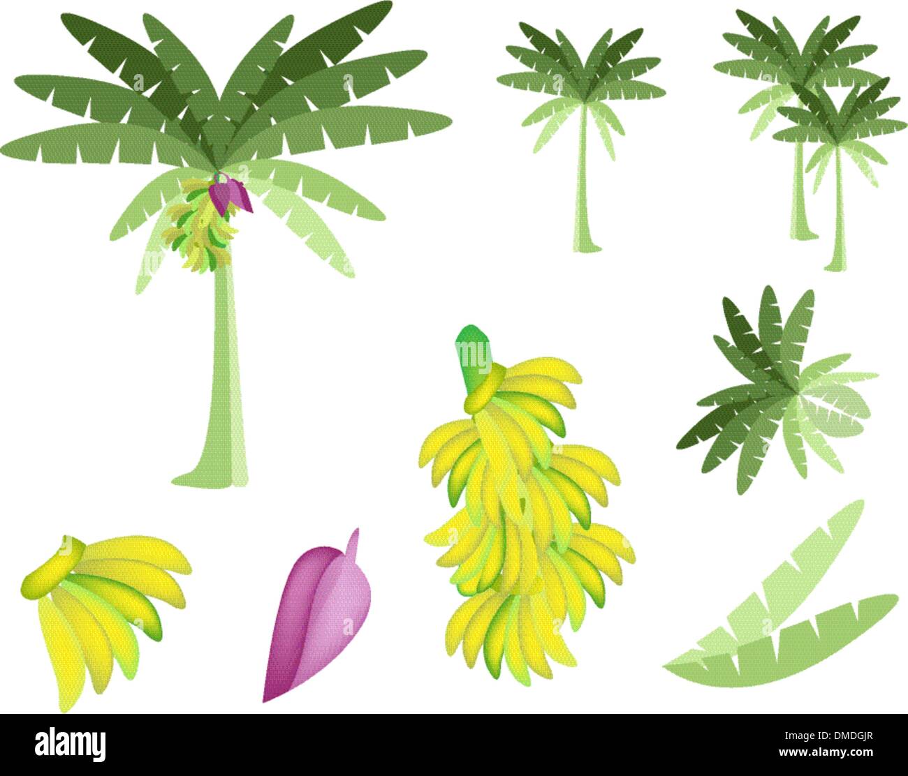 Bananier plantain Banque d'images vectorielles - Alamy
