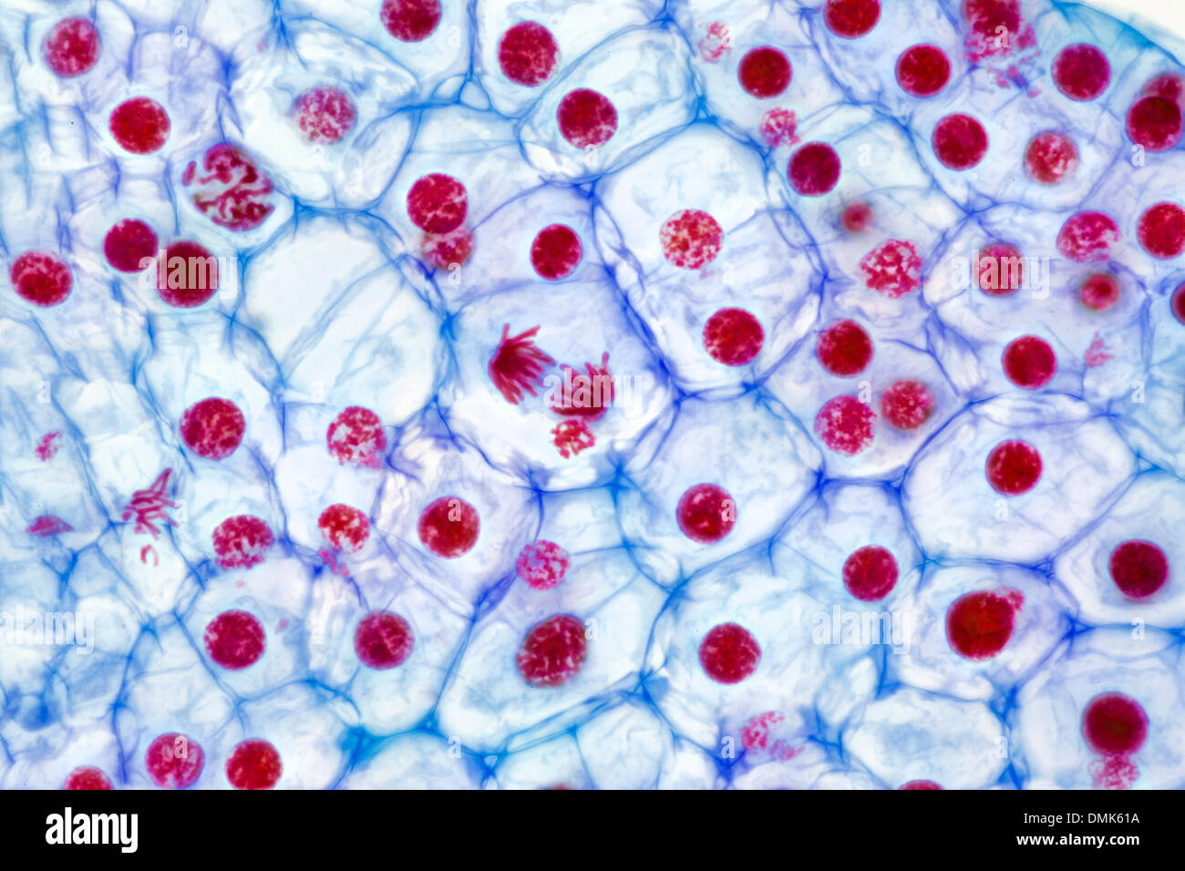 Fond clair photomicrographie. Cellules ovariennes lily montrant la ...