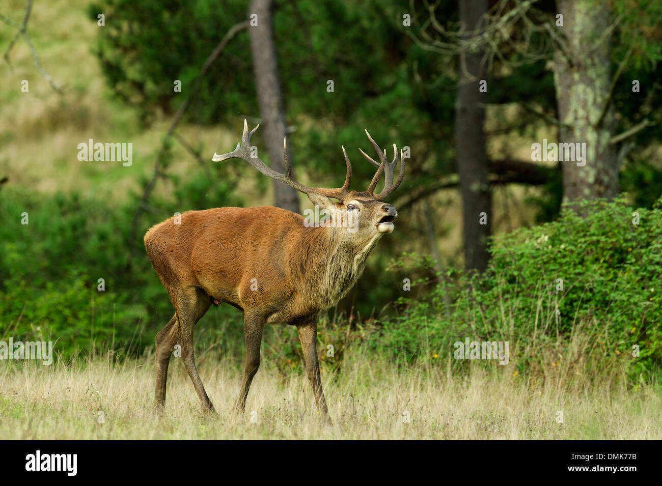Nom scientifique du cerf rouge Banque de photographies et d’images à ...