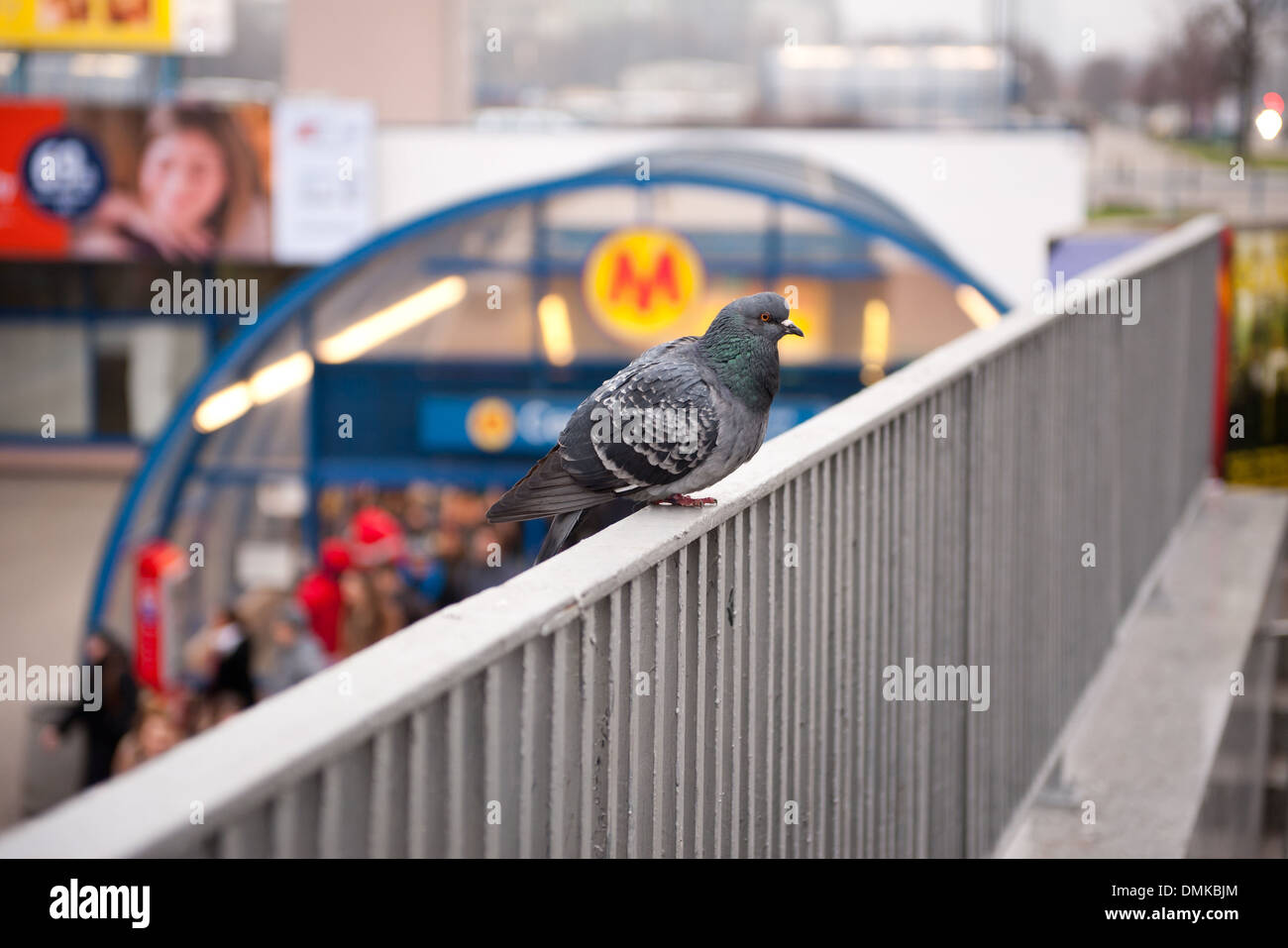 Pigeon assis Banque de photographies et d’images à haute résolution - Alamy