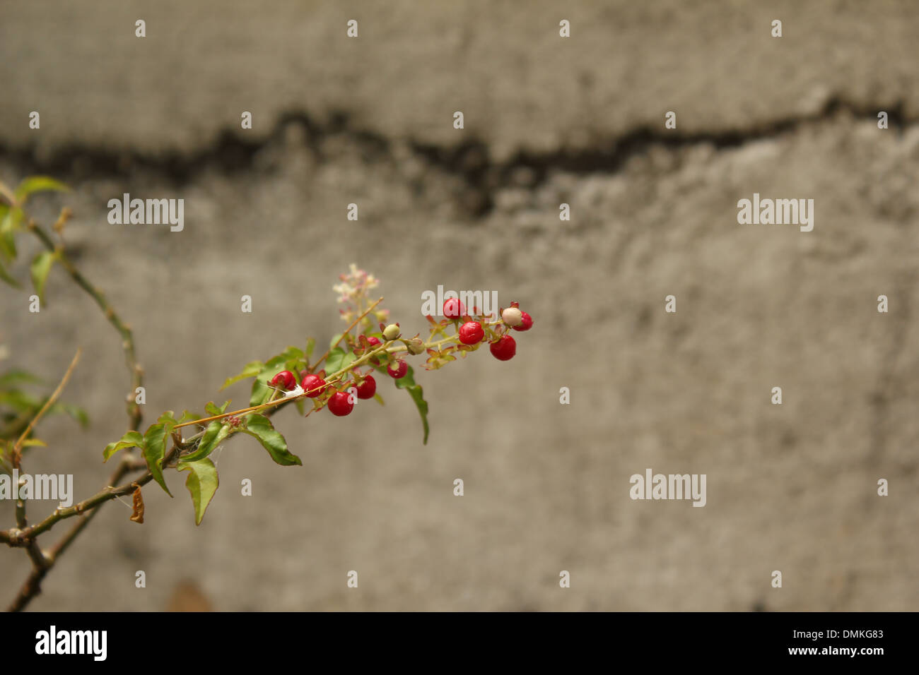 Plante automne fruits rouges Banque de photographies et d’images à ...