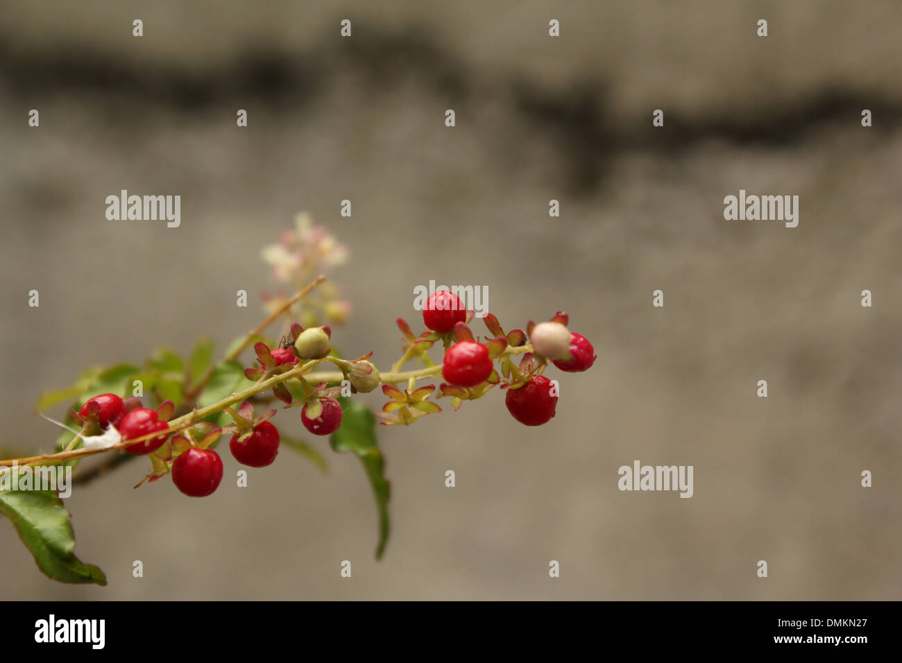 Plante automne fruits rouges Banque de photographies et d’images à ...