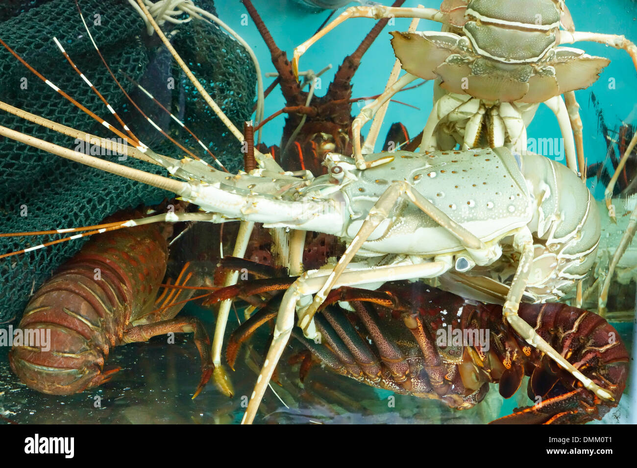 Homards vivants Banque de photographies et d’images à haute résolution ...