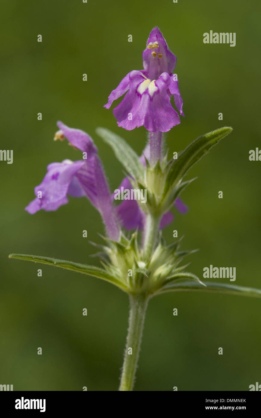 Ortie Rouge Banque d'image et photos - Alamy