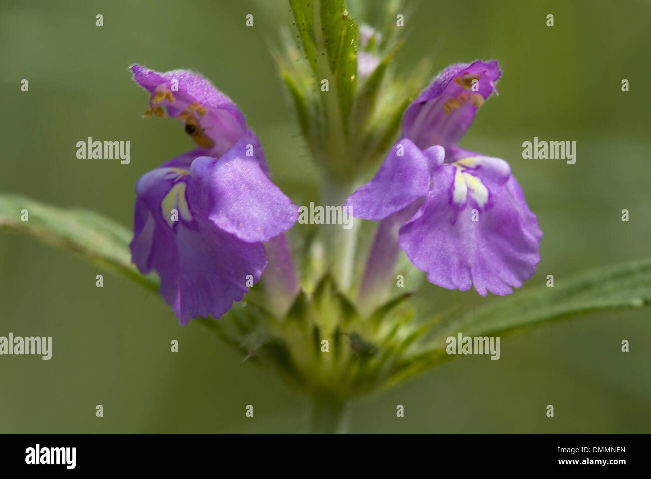 Ortie Rouge Banque d'image et photos - Alamy