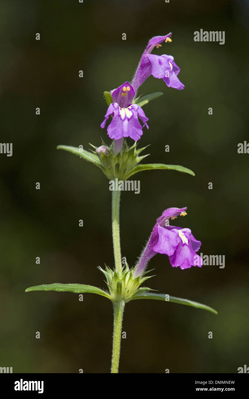 Galeopsis angustifolia Banque de photographies et d’images à haute ...
