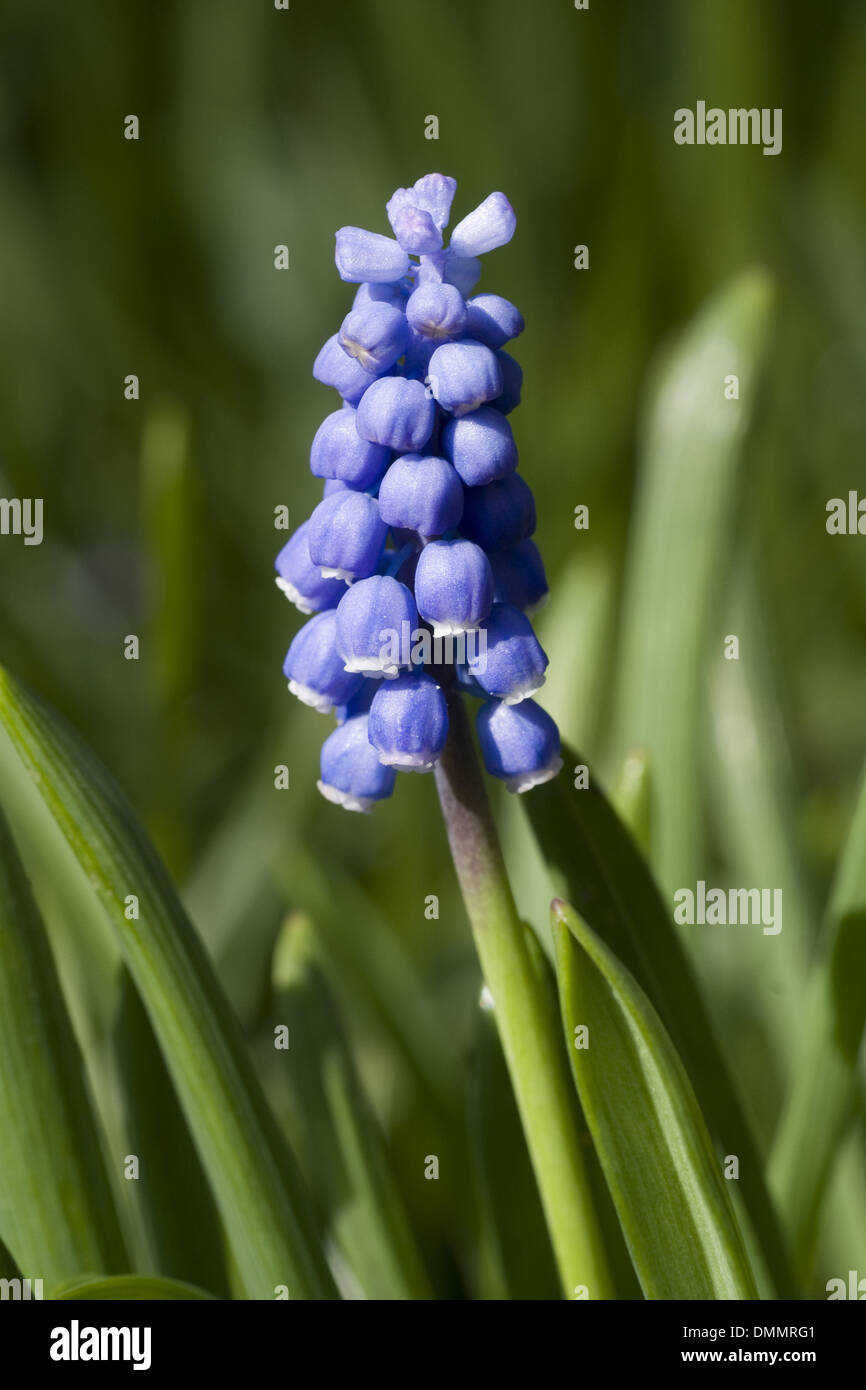 Muscari Botryoides Banque d'image et photos - Alamy