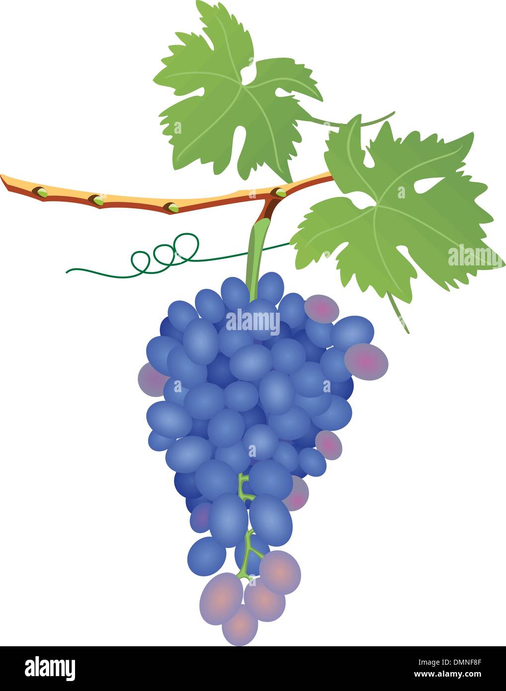 Grappe de raisin vecteur Image Vectorielle Stock - Alamy