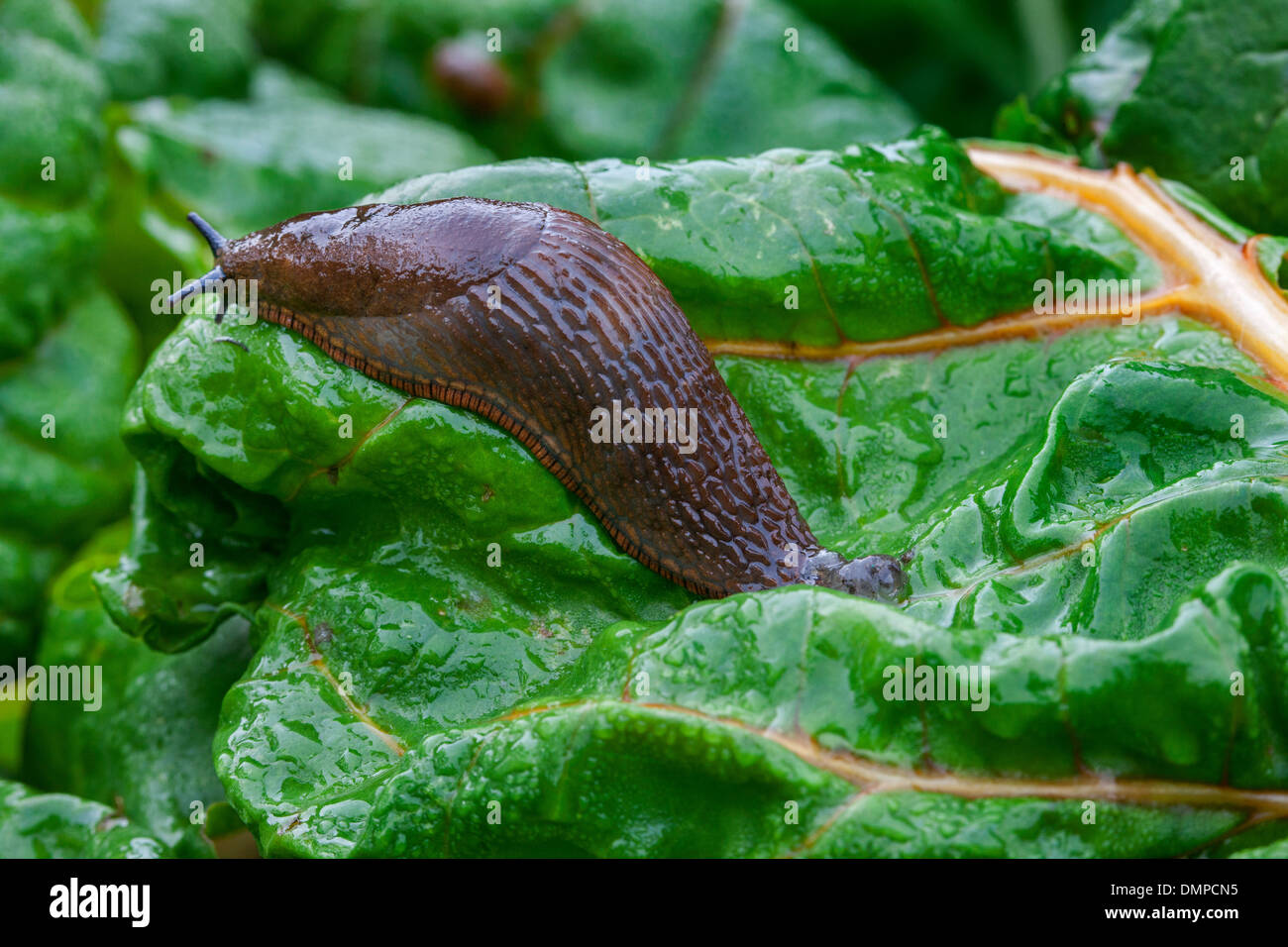 Limaces De Jardin Banque d'image et photos - Alamy