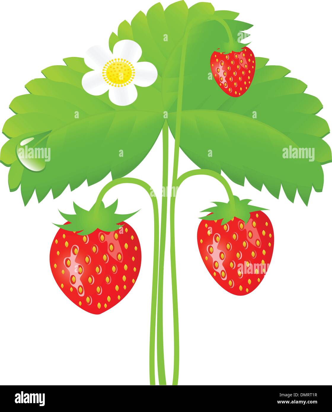 Feuilles de fraise Banque d'images vectorielles - Alamy