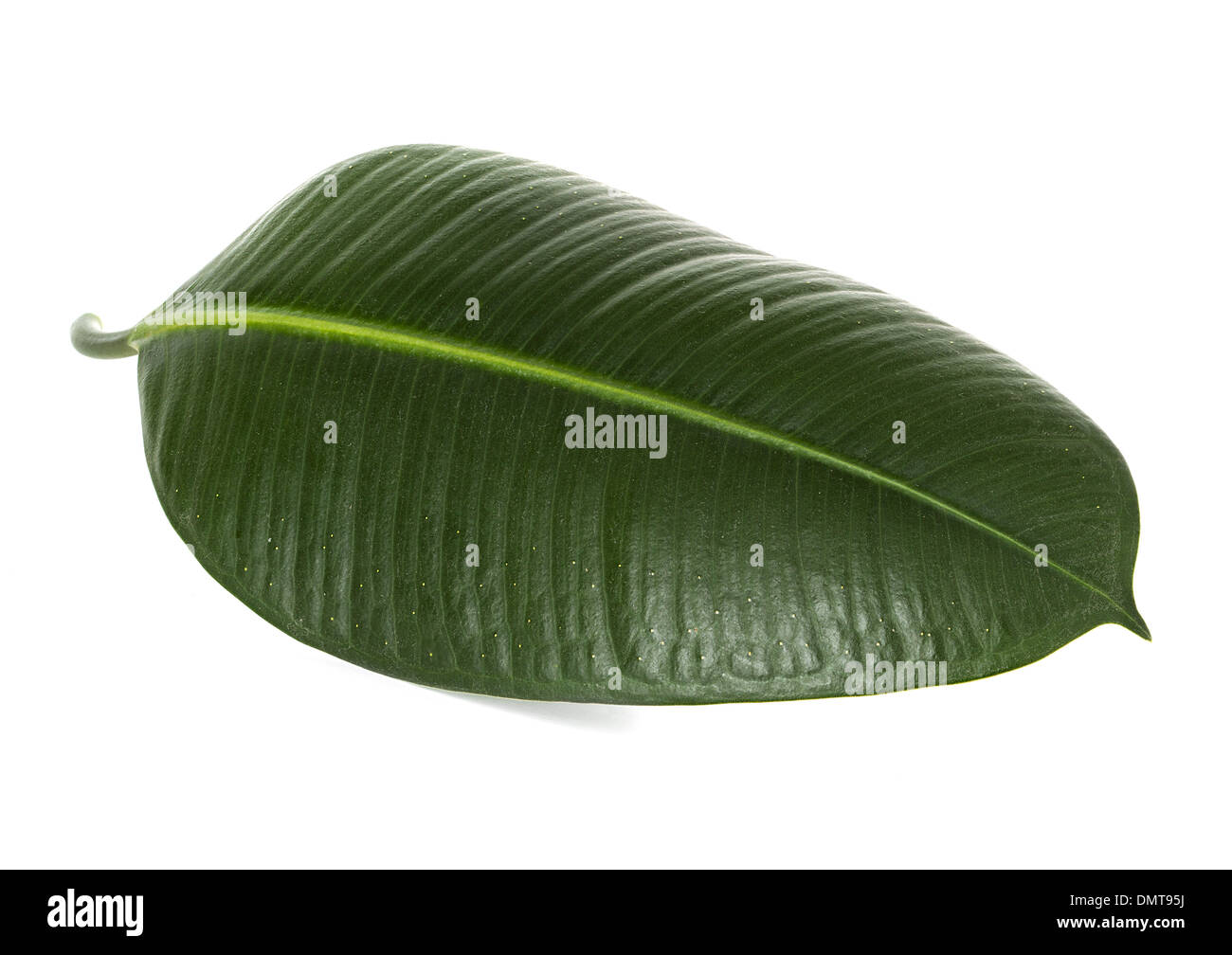 Feuille de ficus Banque de photographies et d’images à haute résolution ...