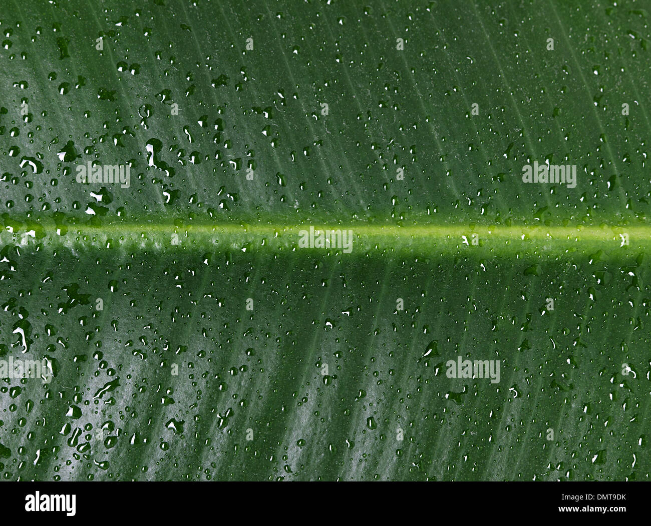 Feuille de ficus Banque de photographies et d’images à haute résolution ...