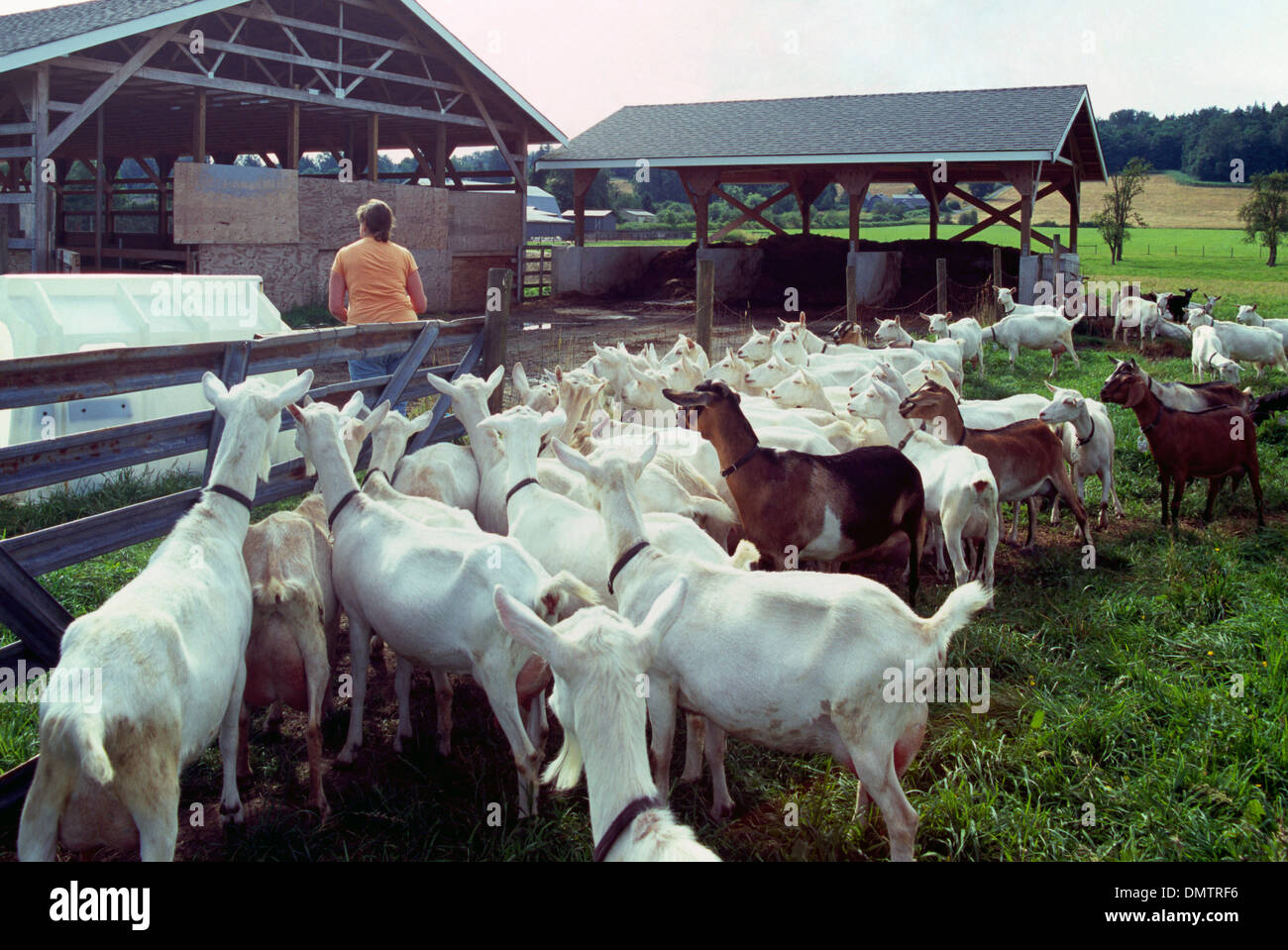 - Ferme de chèvre Saanen et chèvres nubiennes traite attendent pour la ...