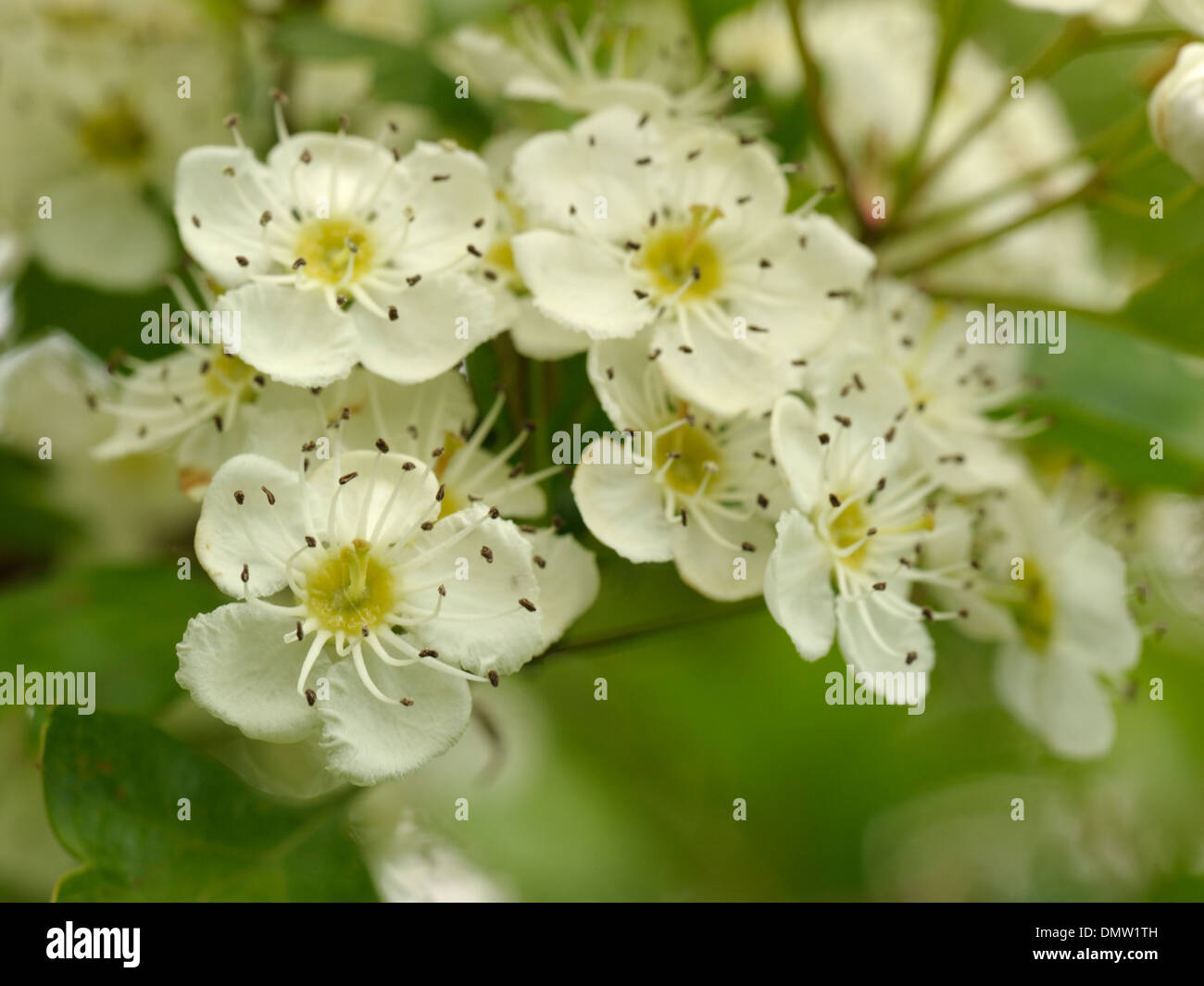 Crataegus laevigata Banque de photographies et d’images à haute ...